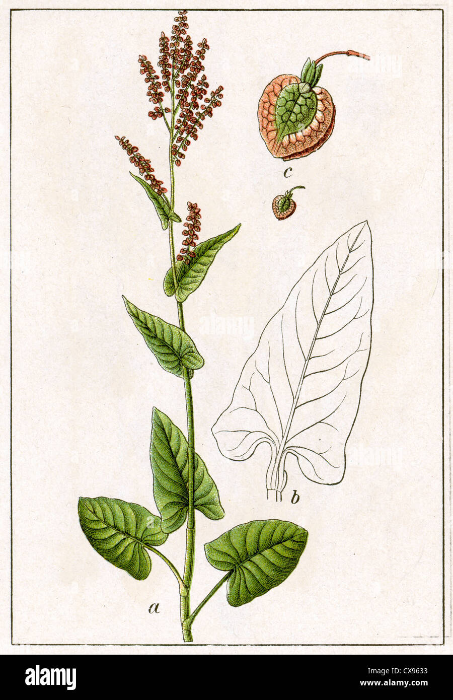 Family polygonaceae Banque de photographies et d’images à haute ...