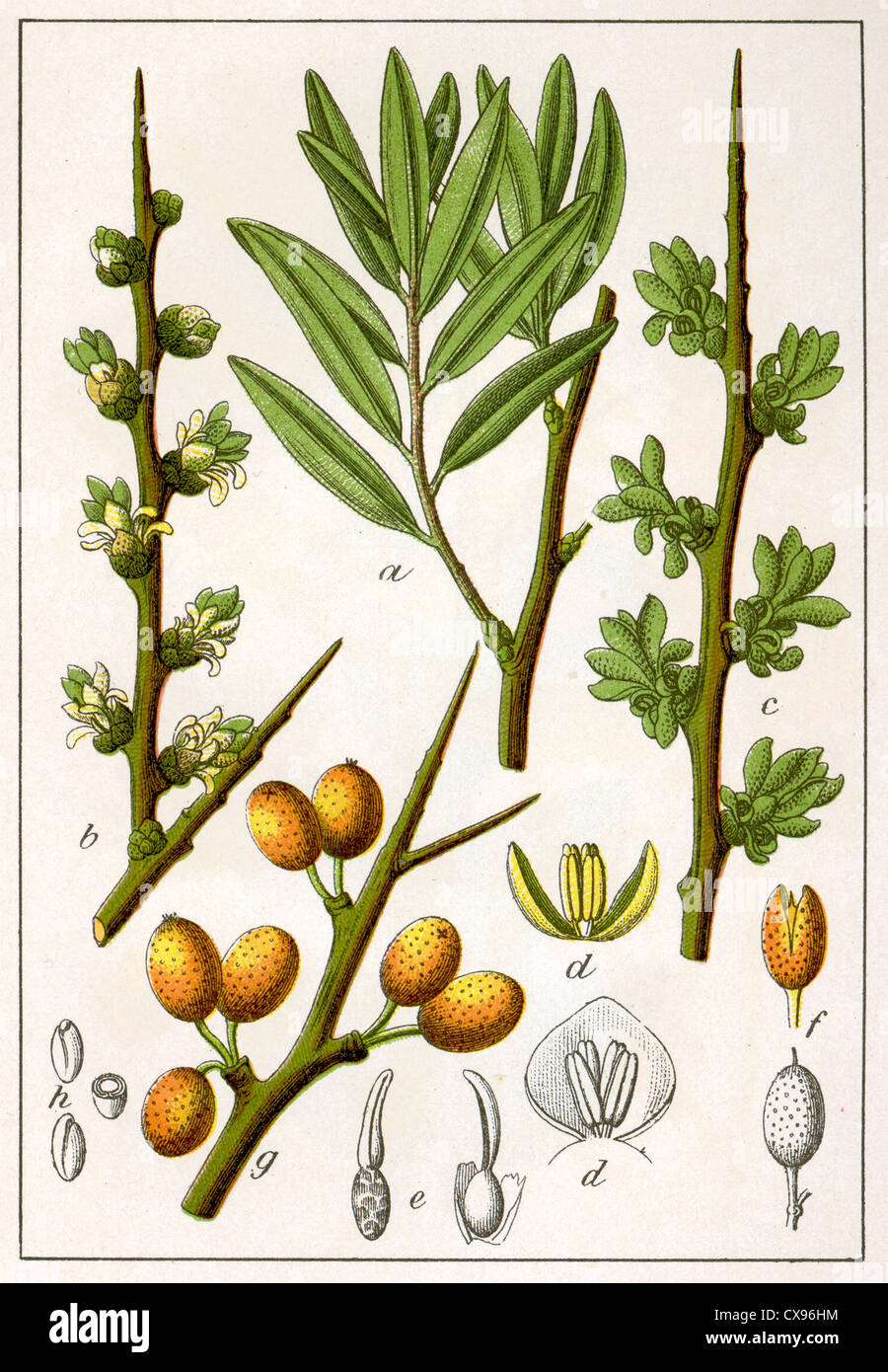 Elaeagnus rhamnoides Banque de photographies et d’images à haute ...