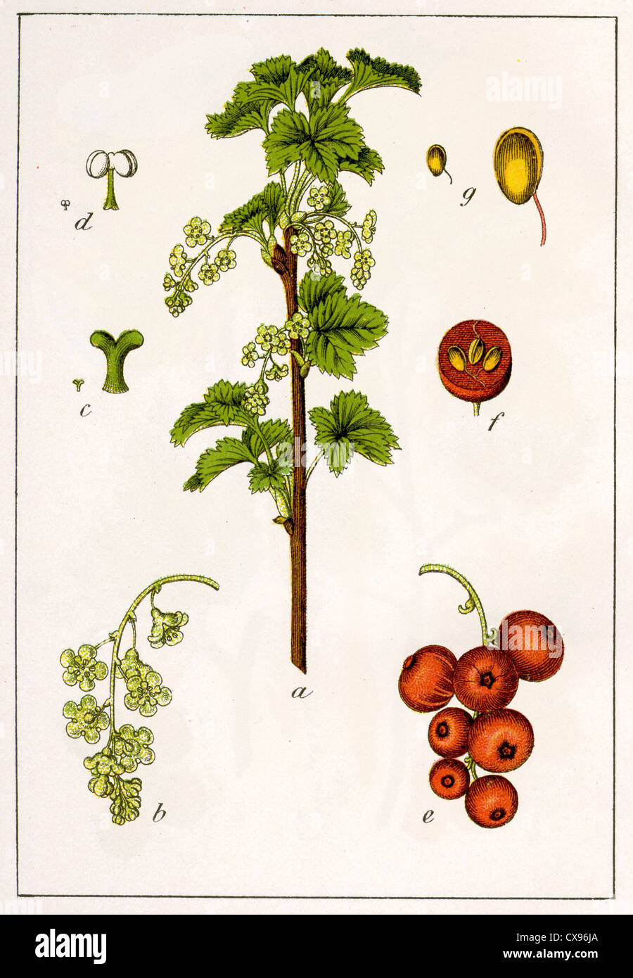 Groseille rouge du nord ribes rubrum Banque de photographies et d ...