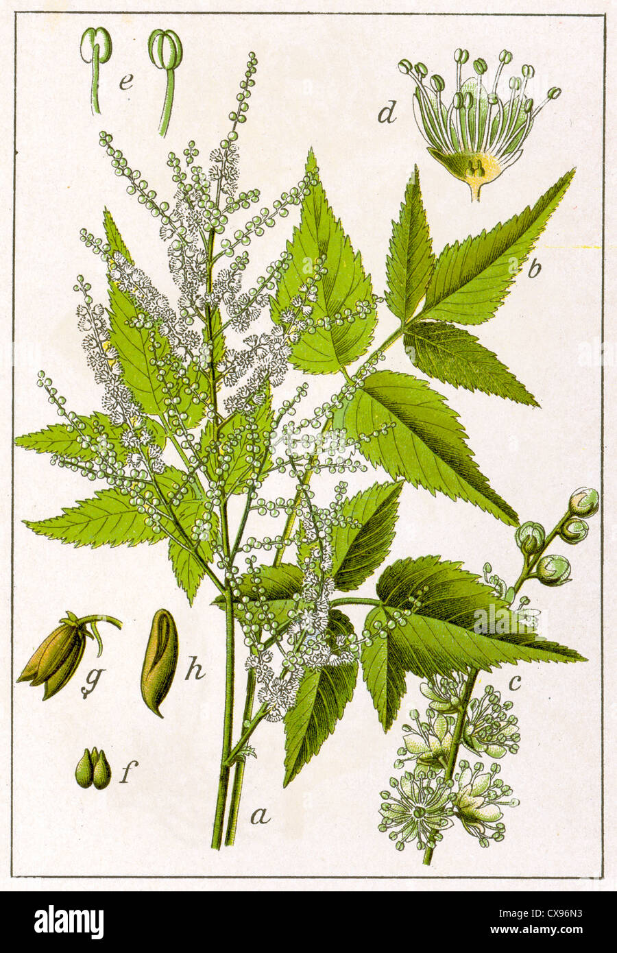 Aruncus dioica Banque de photographies et d’images à haute résolution ...