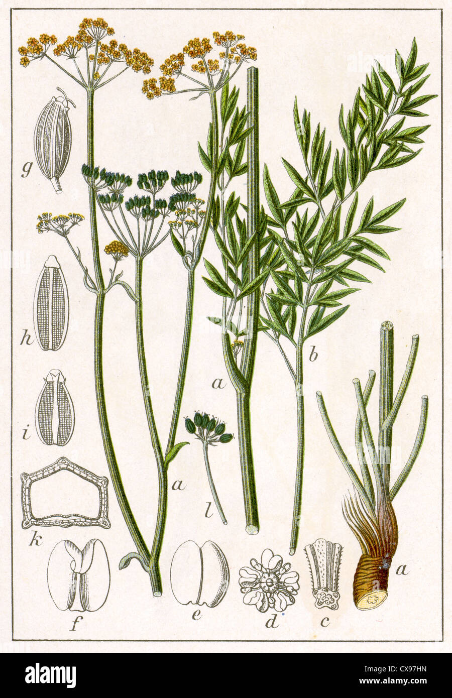 Silaus pratensis Banque de photographies et d’images à haute résolution ...