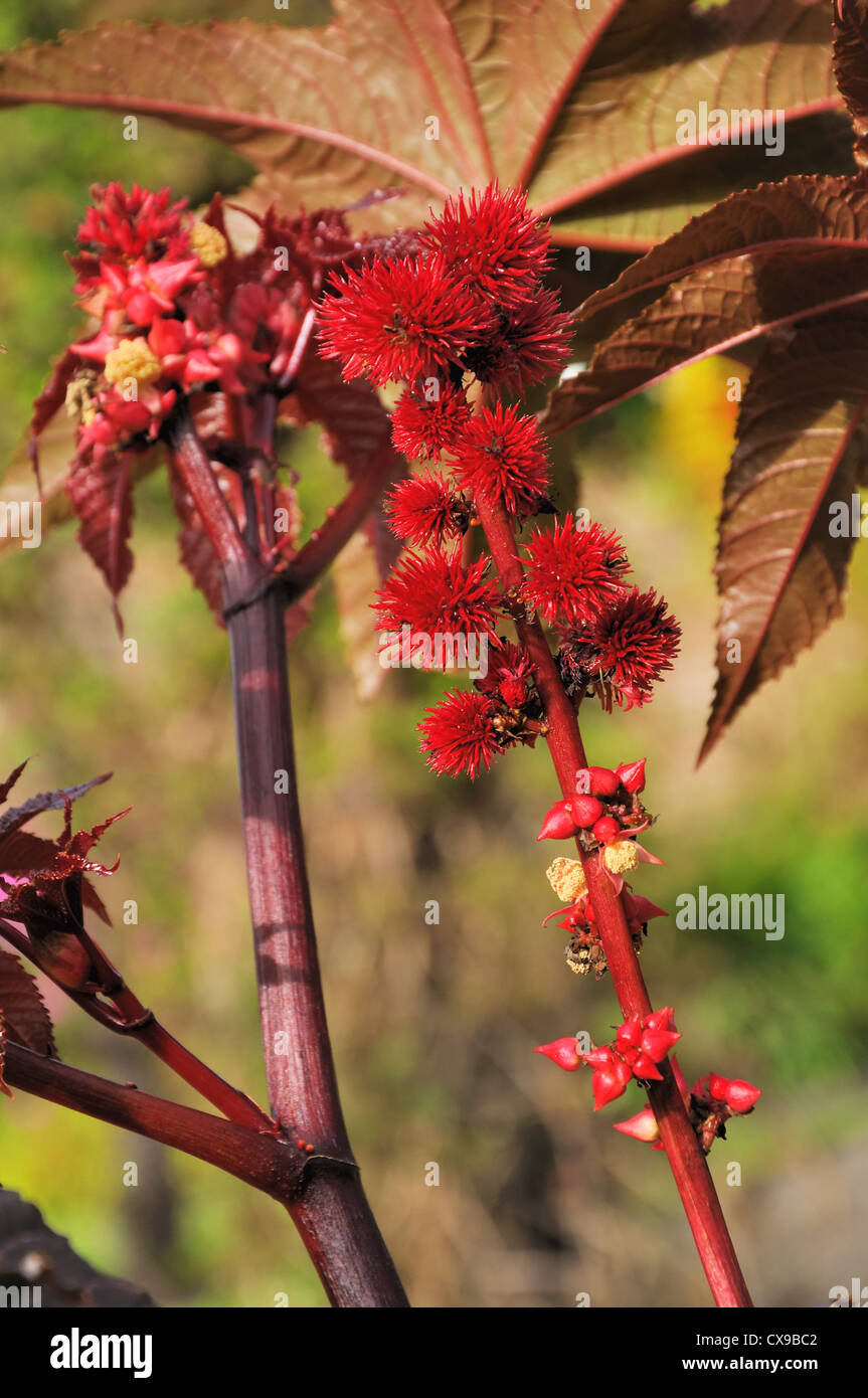 Castor oil plant poisonous ricin poison Banque de photographies et d ...