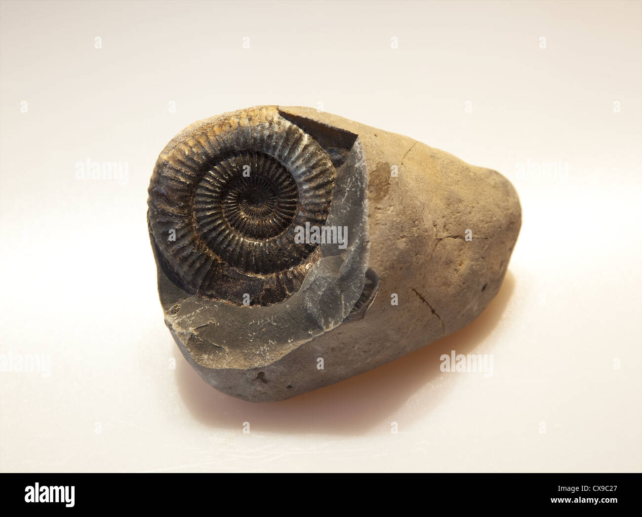 Fossile d'Ammonite. Les fossiles de Pierre marocain Photo Stock - Alamy