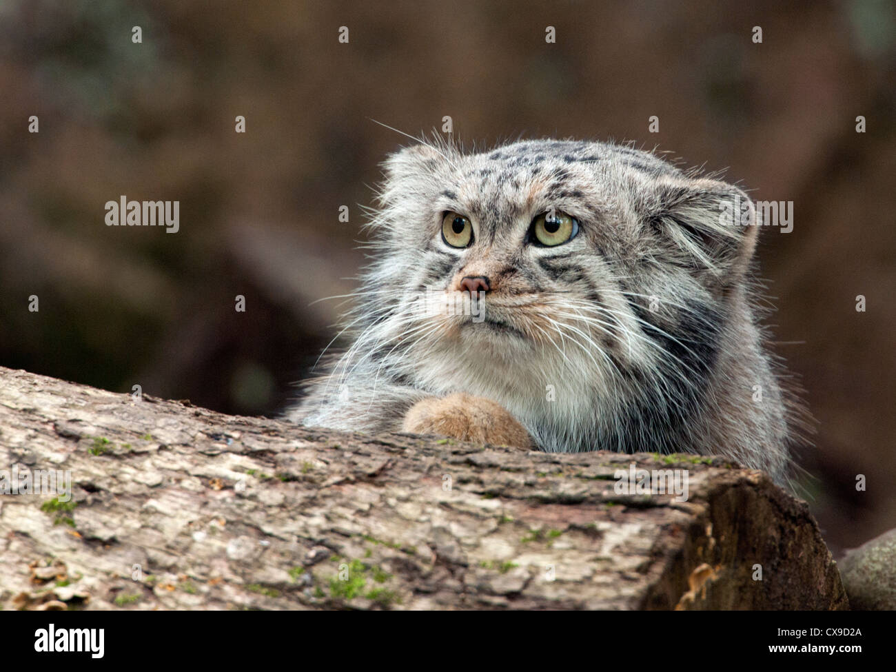Chat pallas Banque de photographies et d’images à haute résolution - Alamy
