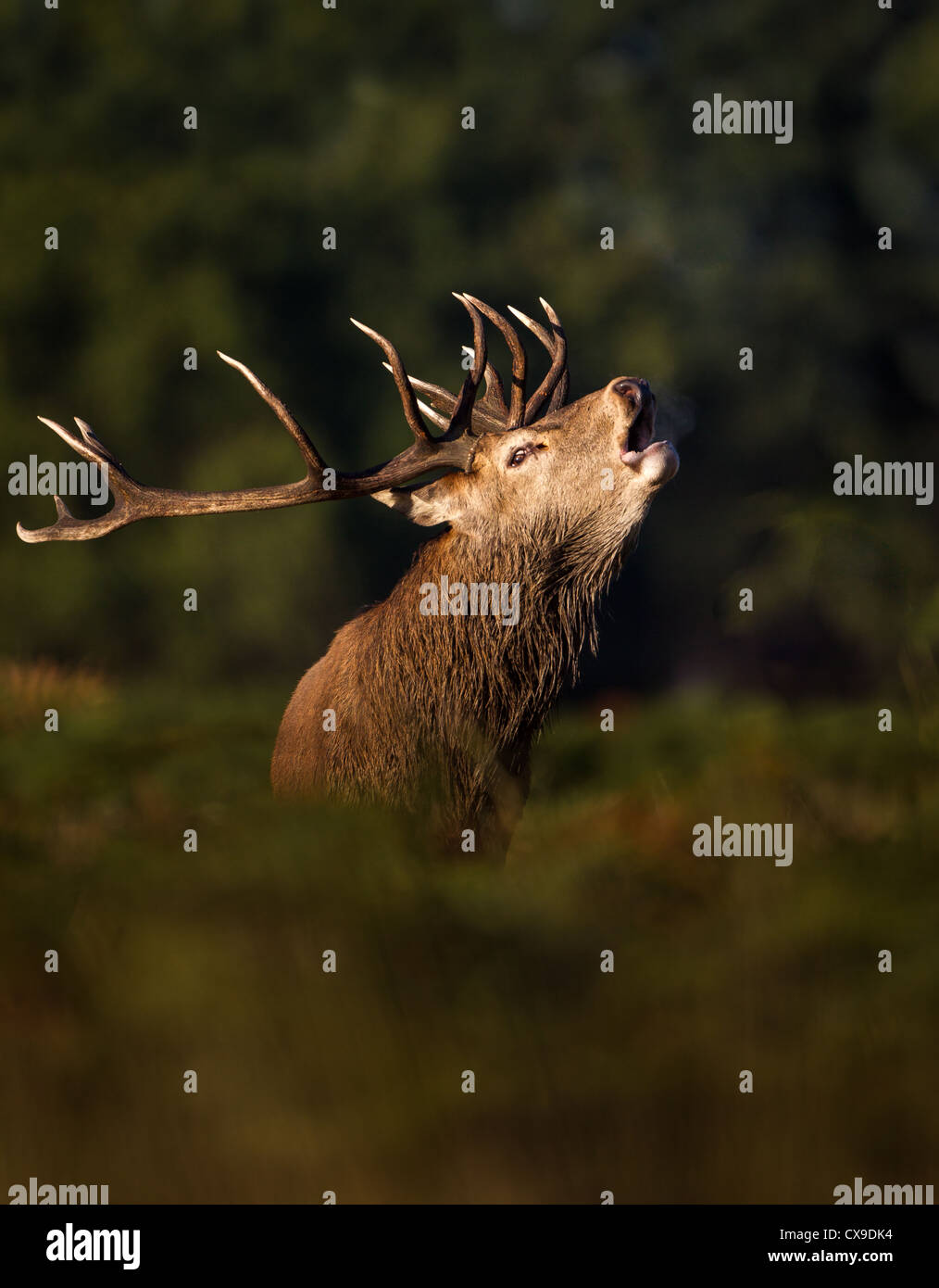 Accouplement de cerf rouge Banque de photographies et d’images à haute ...