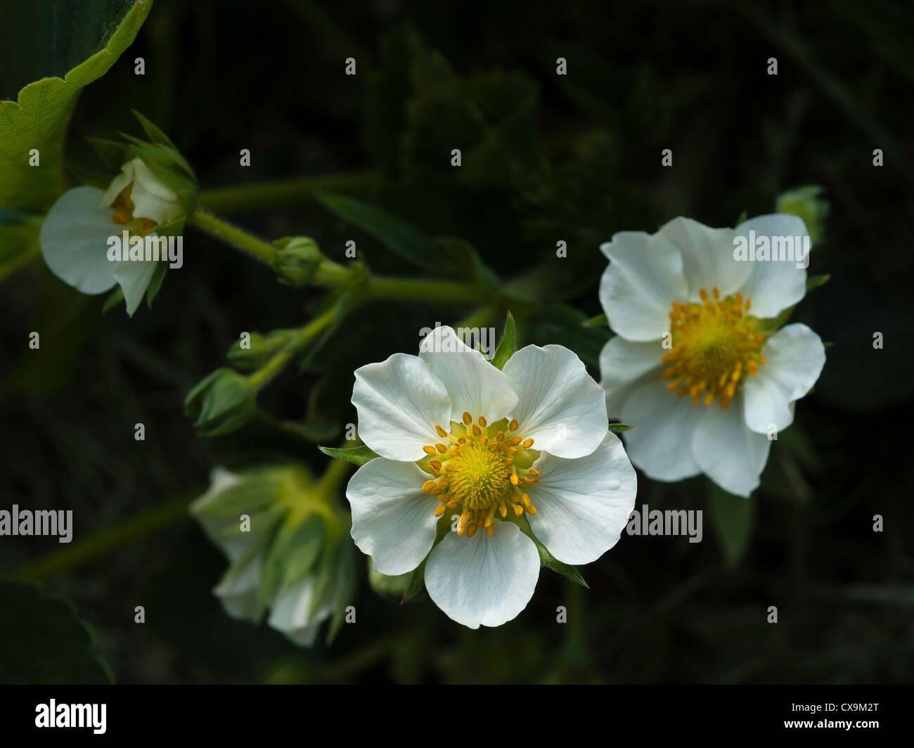 Fraisier fleur et fruit Banque de photographies et d’images à haute ...