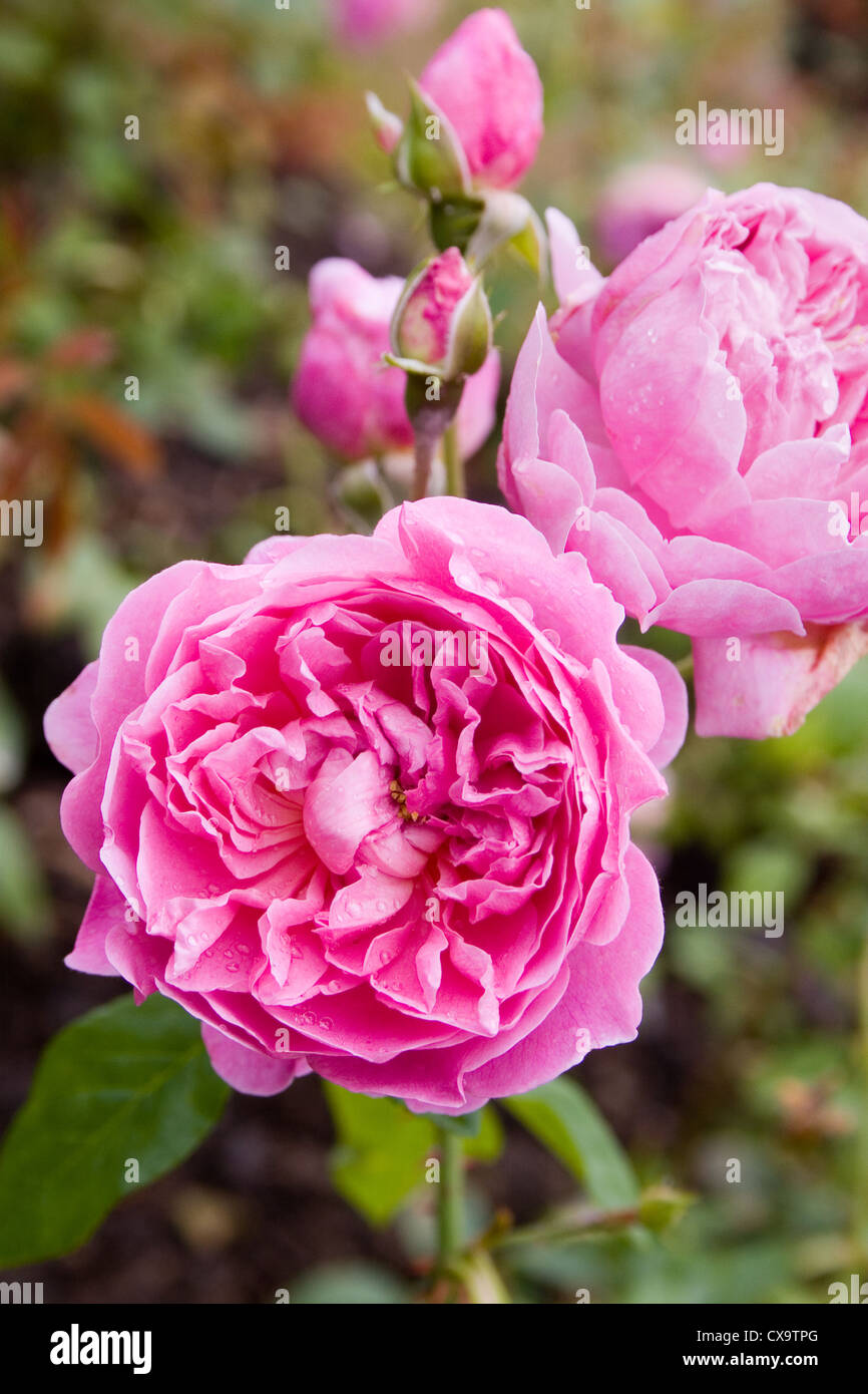 Rose harlow carr Banque de photographies et d’images à haute résolution ...