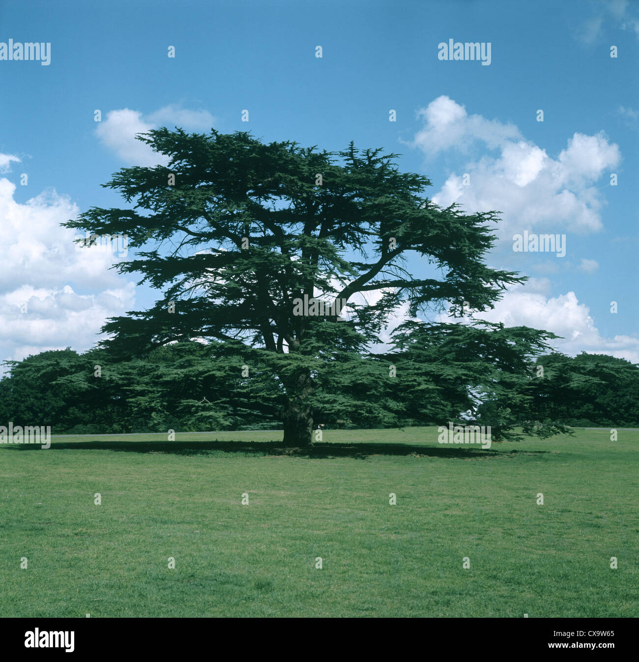 Cedar of lebanon cedrus libani Banque de photographies et d’images à ...