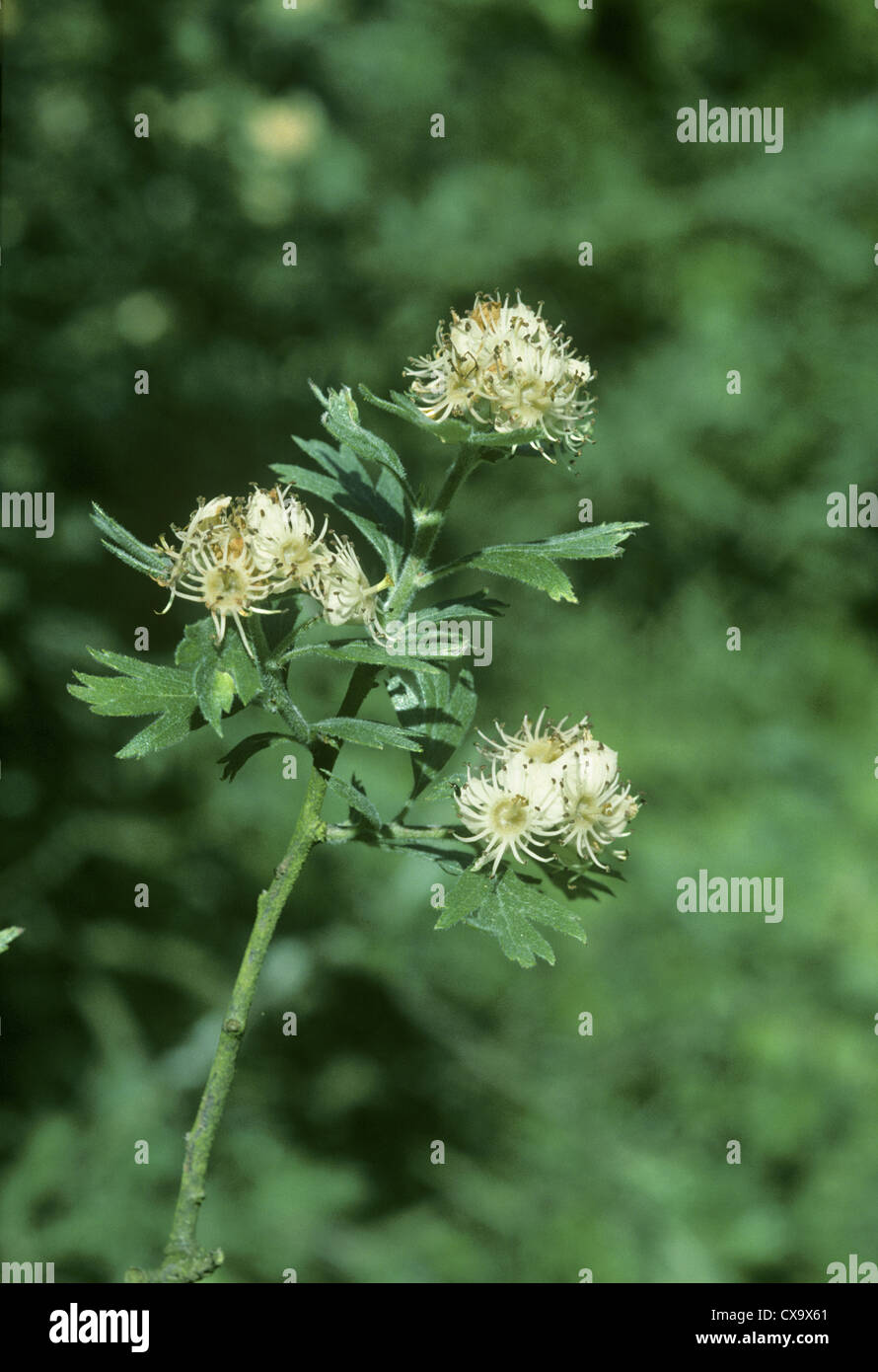 Crataegus laciniata Banque de photographies et d’images à haute ...
