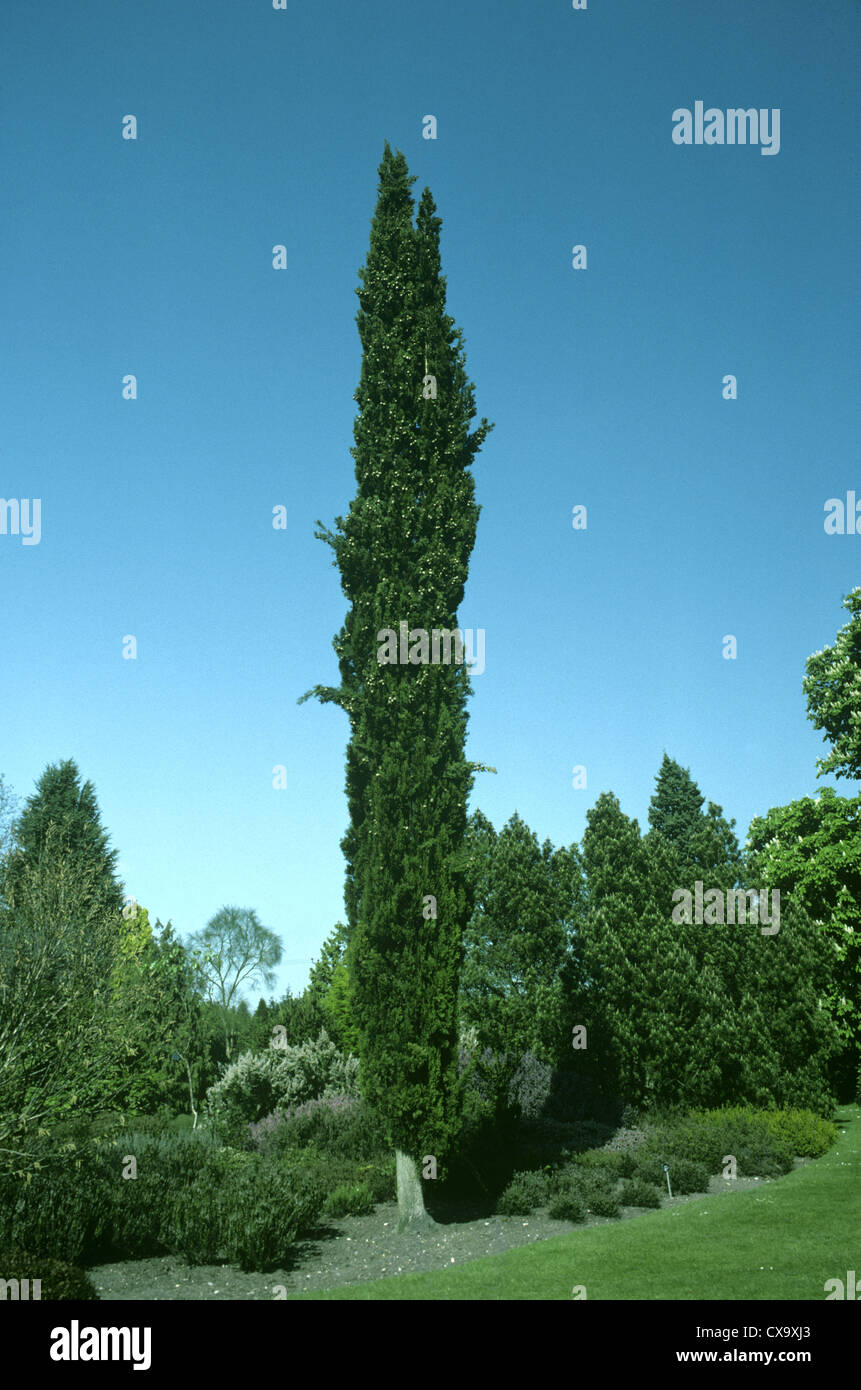 Cypress trees cupressus sempervirens cupressaceae Banque de ...