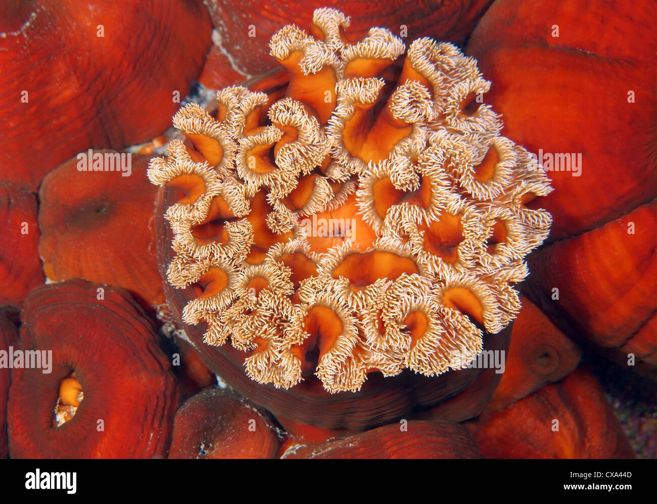 Plumose sea anemone Banque de photographies et d’images à haute ...