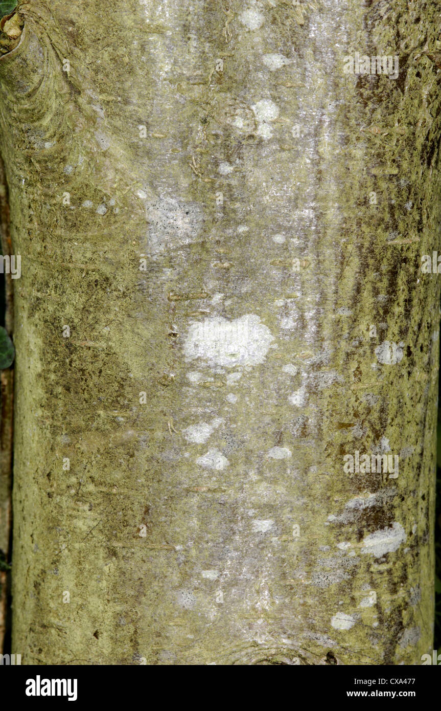 Sorbus aucuparia trunk Banque de photographies et d’images à haute ...