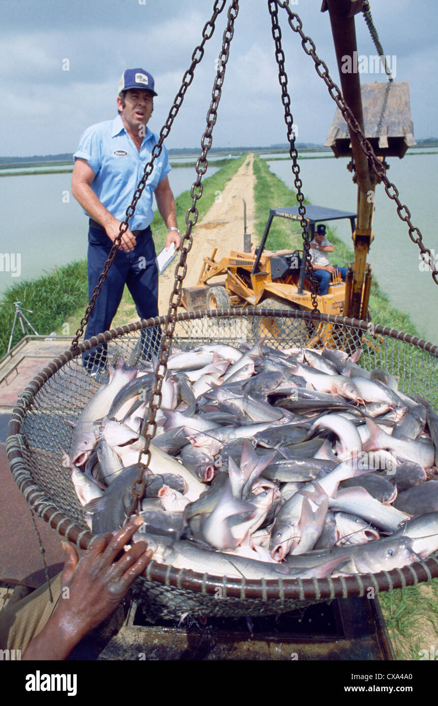 élevage de poisson chat Banque de photographies et d’images à haute ...