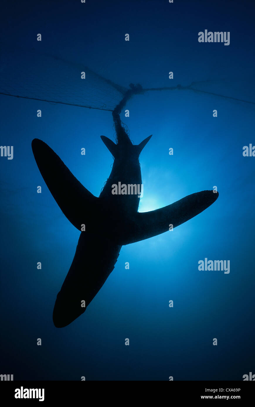 Requin renard Banque de photographies et d’images à haute résolution ...