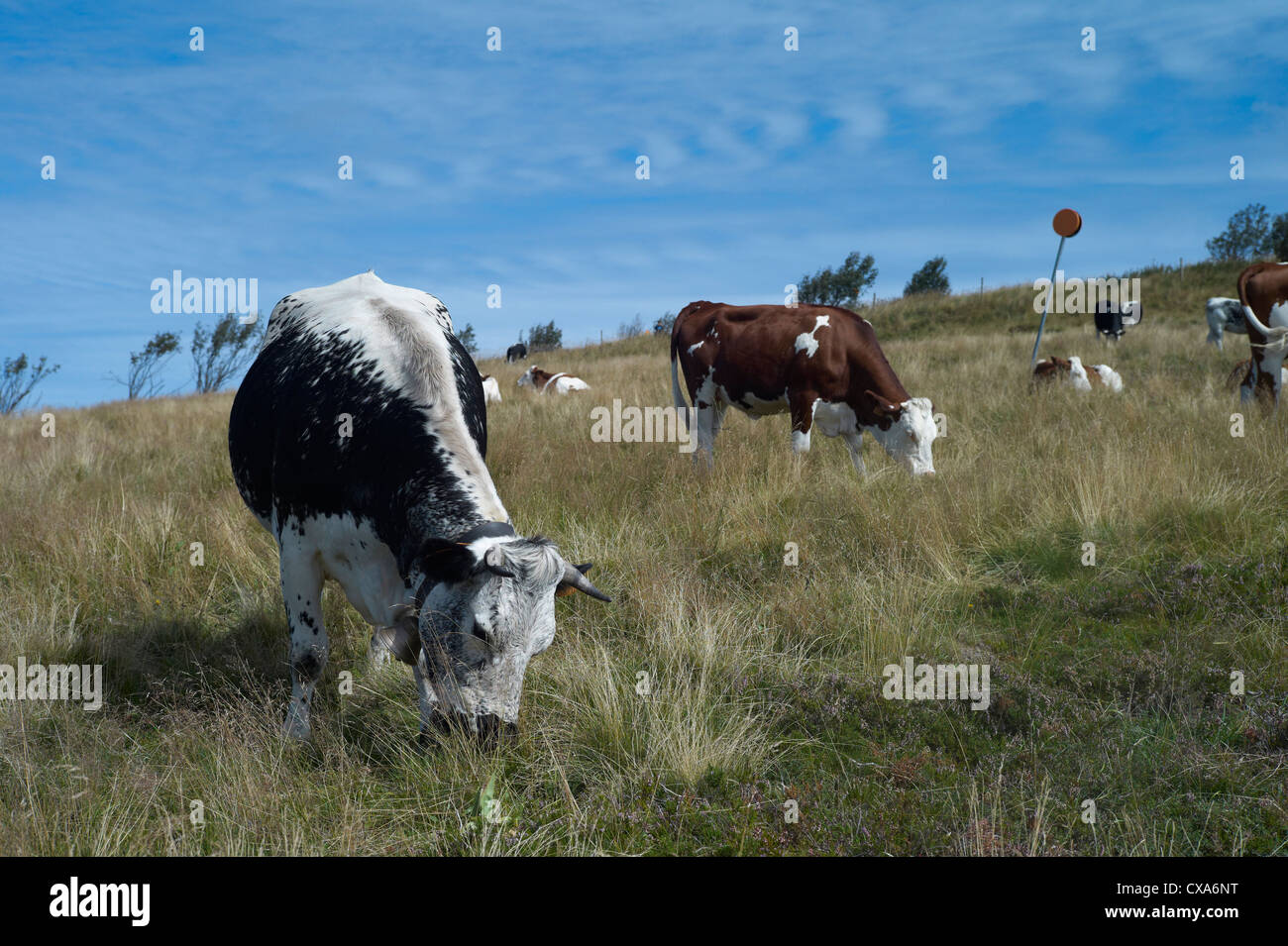 Le pâturage des vaches vosgiennes sur le Hohneck montagne. Une race de ...