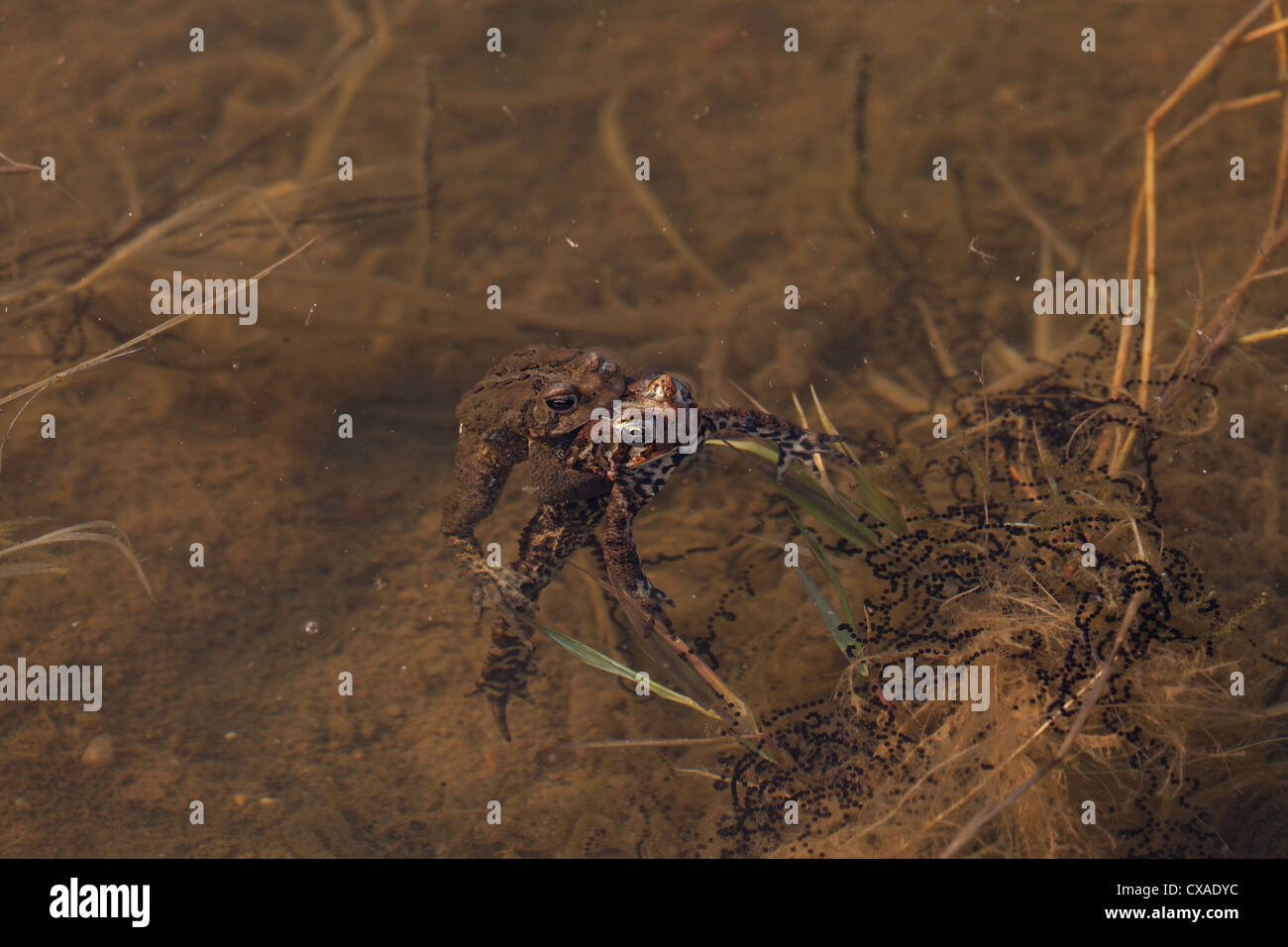 Crapauds en train de se reproduire Banque de photographies et d’images ...
