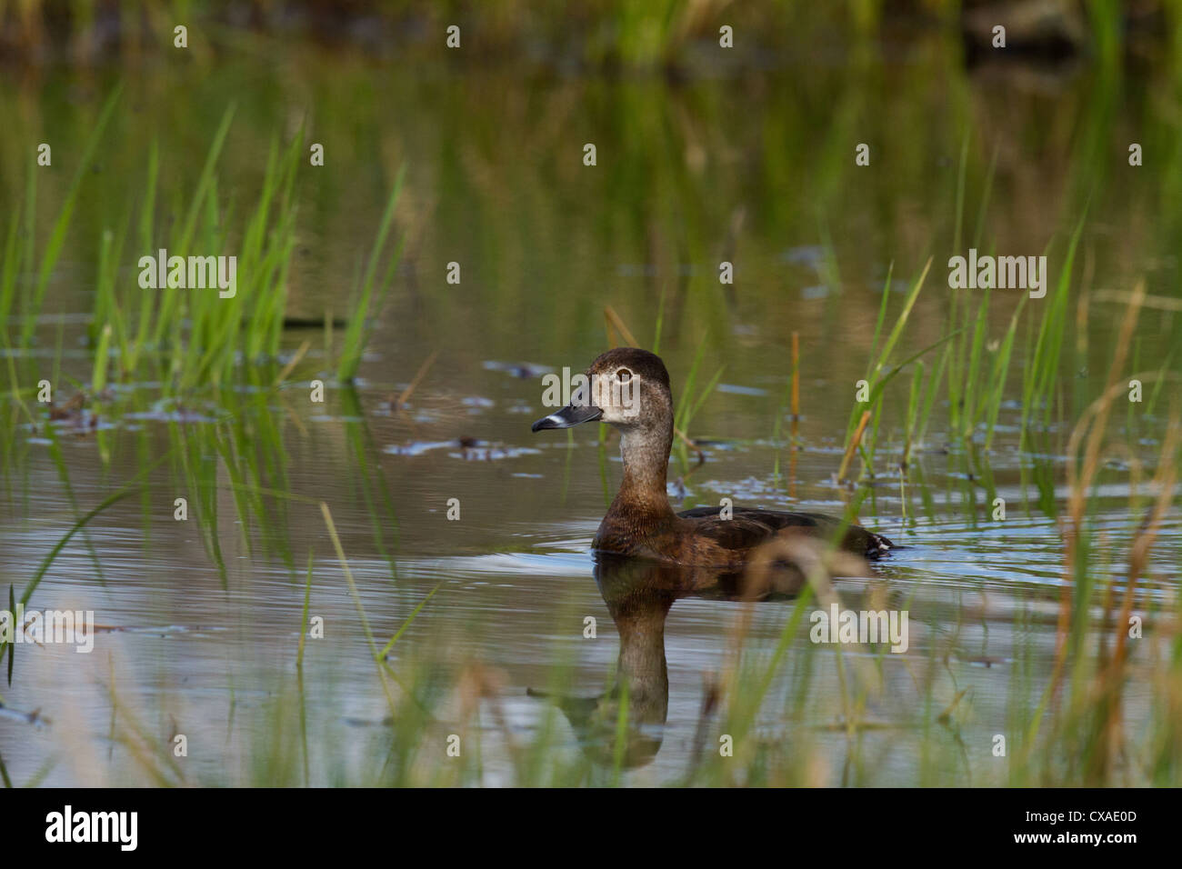 Oiseau plongeur poule Banque de photographies et d’images à haute ...