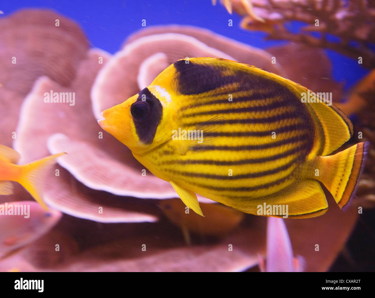 Poisson papillon chaetodon Banque de photographies et d’images à haute ...