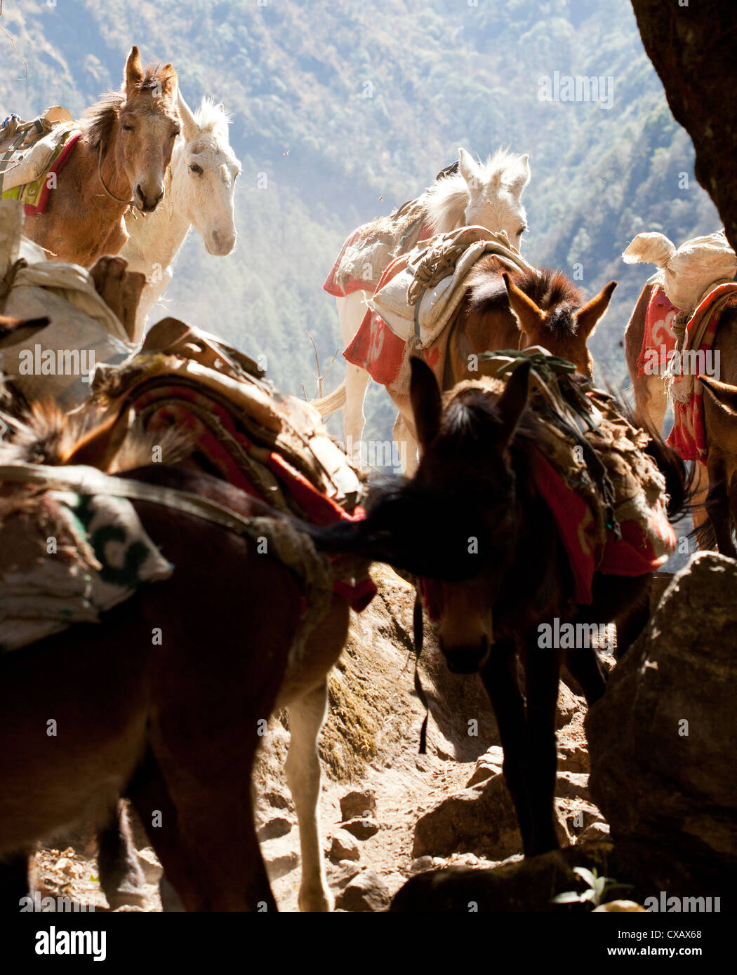 Mule train Banque de photographies et d’images à haute résolution - Alamy