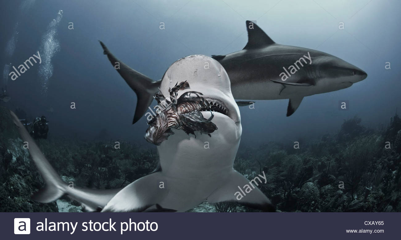 Reef Shark Eating Photos & Reef Shark Eating Images - Alamy