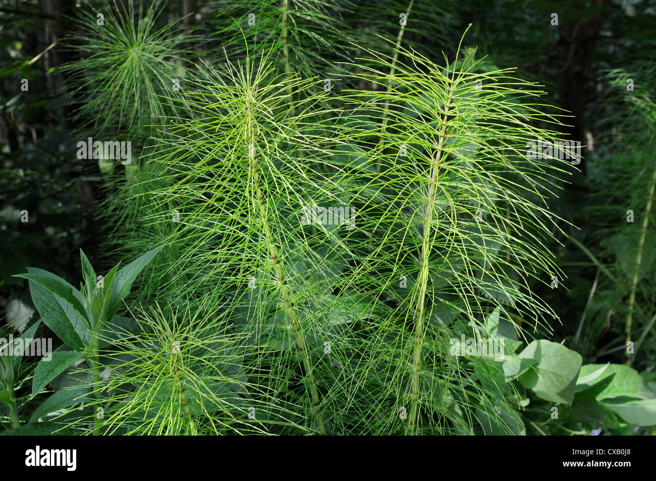 Prêle des champs Banque de photographies et d’images à haute résolution ...