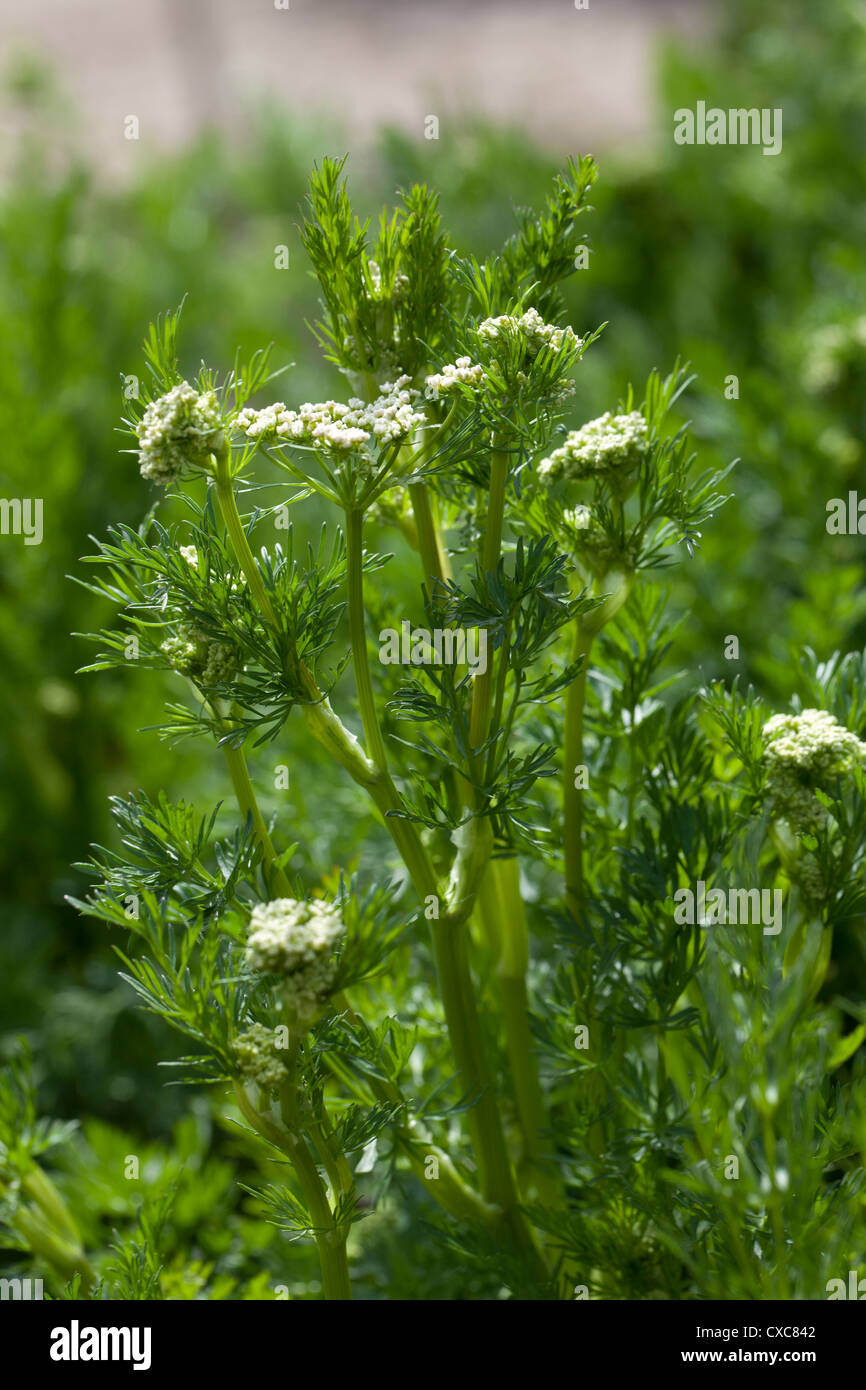 Carum carvi Banque de photographies et d’images à haute résolution - Alamy