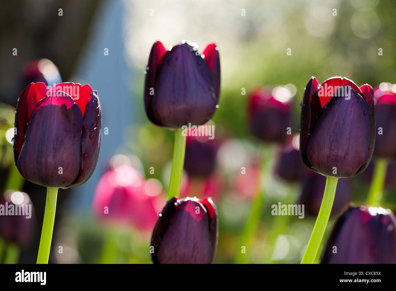 Reine des tulipes Banque de photographies et d’images à haute ...