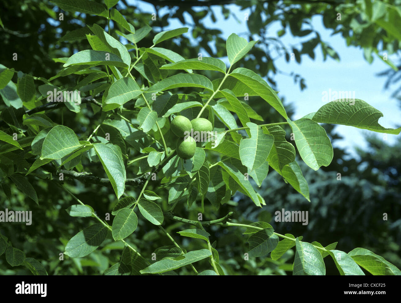 Noyer commun Juglans regia Juglandacées Photo Stock - Alamy