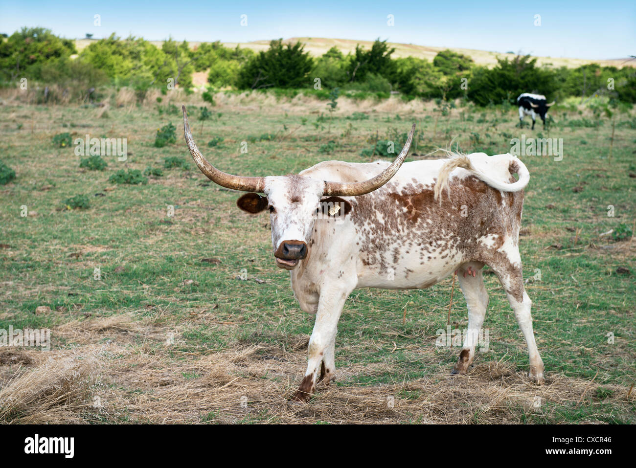 Bovine animal Banque de photographies et d’images à haute résolution ...