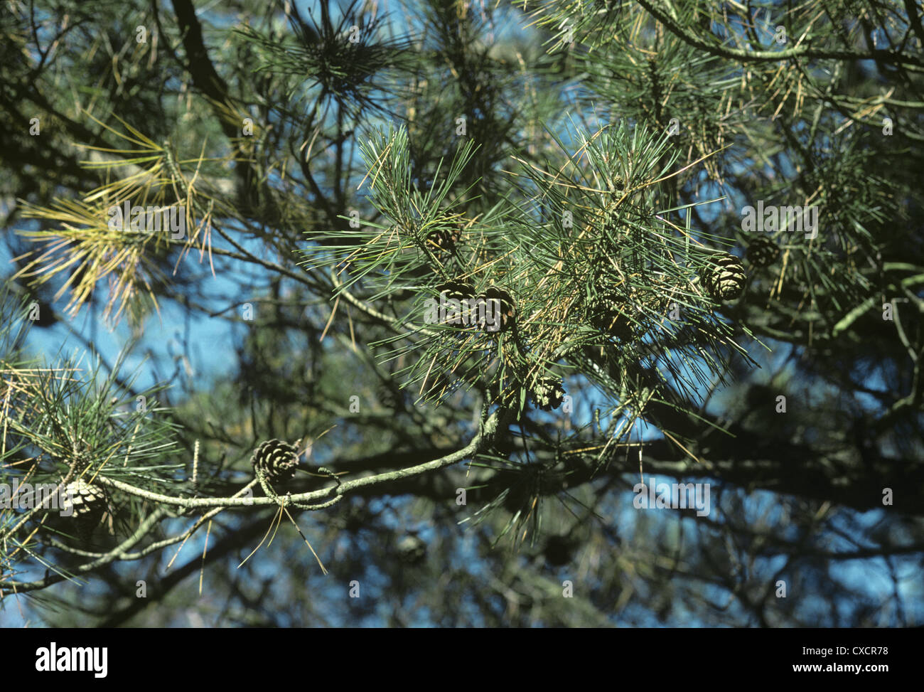Pin rouge japonais pinus densiflora Banque de photographies et d’images ...