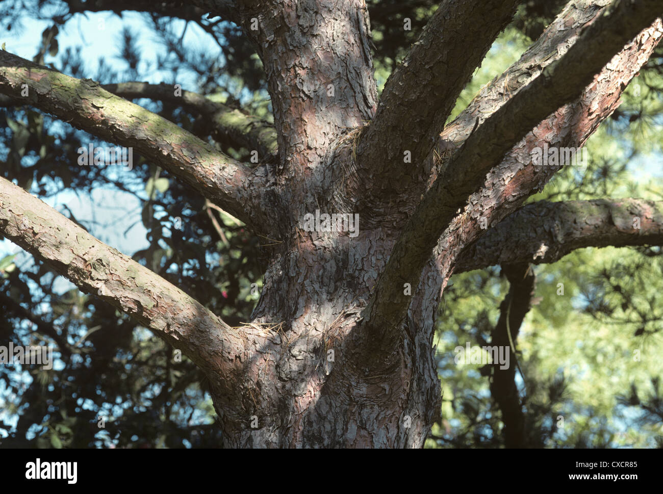 Pin rouge japonais pinus densiflora Banque de photographies et d’images ...