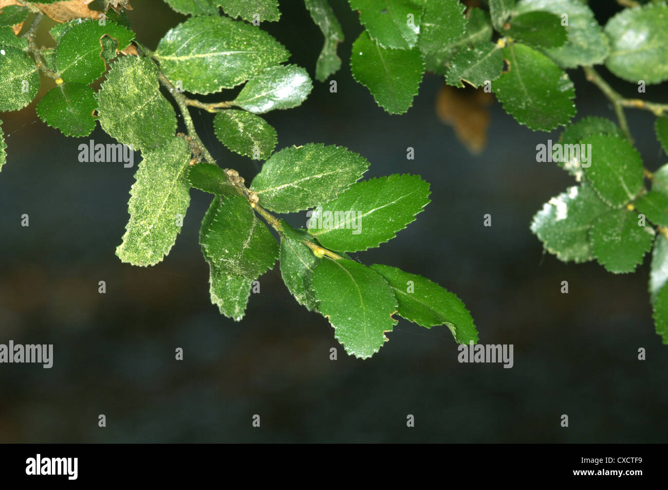 Coigue tree Banque de photographies et d’images à haute résolution - Alamy