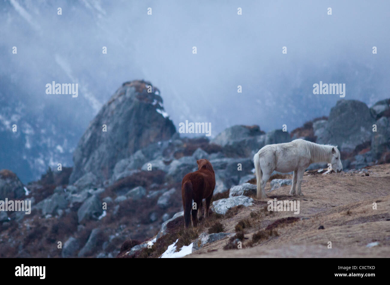 Parque nacional langtang Banque de photographies et d’images à haute ...