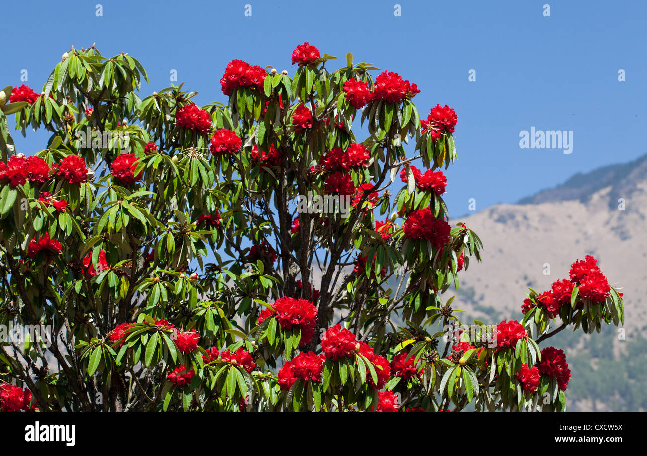 Rhododendrons rouge, Rhododendron arboreum, Népal Photo Stock - Alamy