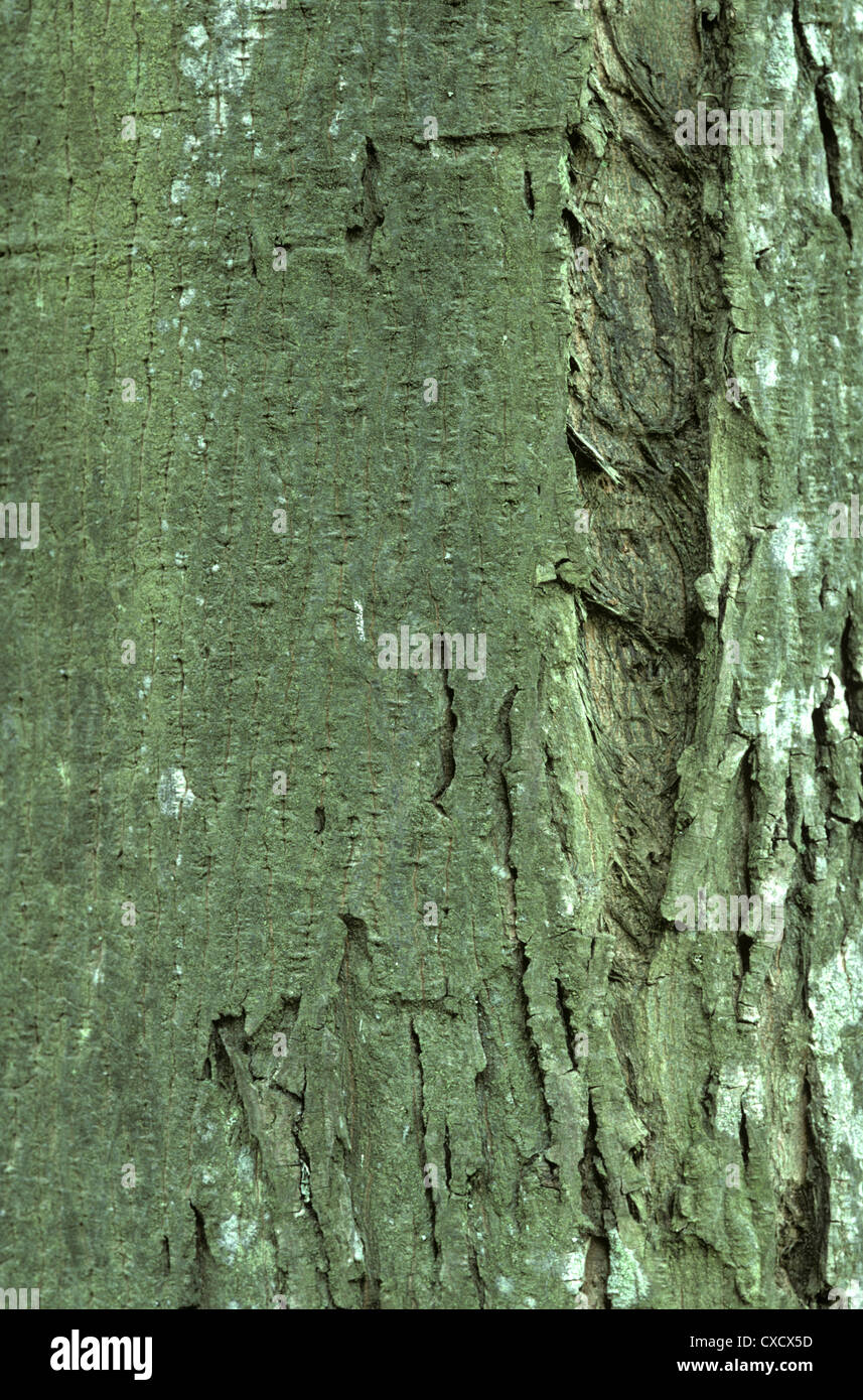 Shagbark hickory carya Banque de photographies et d’images à haute ...
