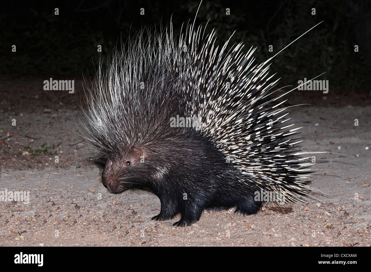Le porc-épic (Hystrix africaeaustralis), Limpopo, Afrique du Sud, l ...
