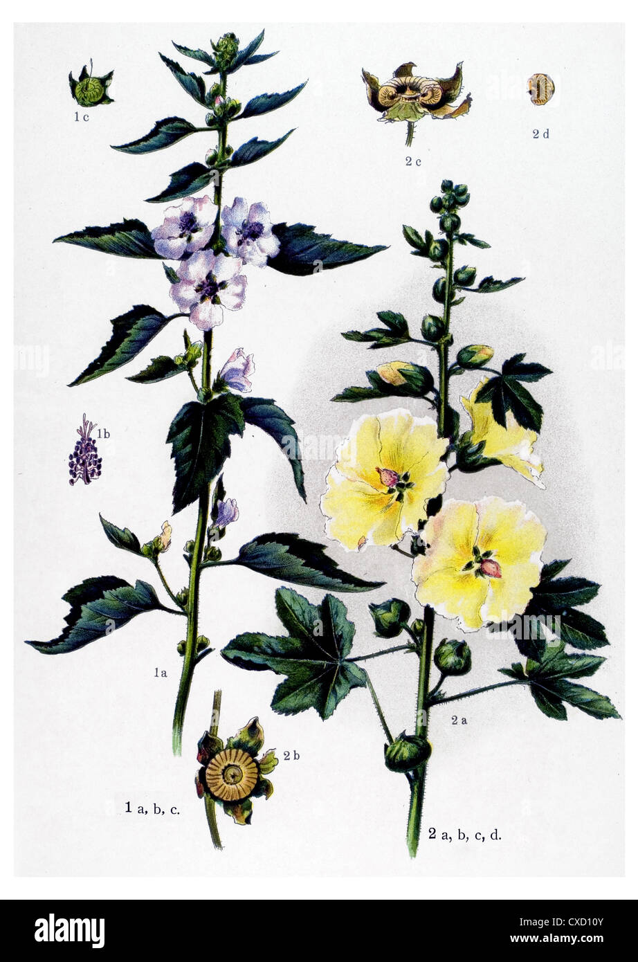 Althea officinalis althaea officinalis Banque de photographies et d ...