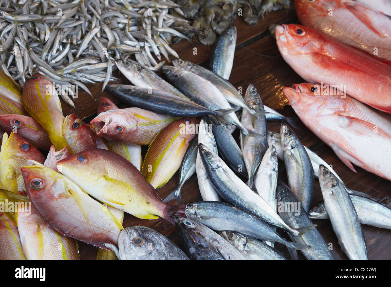 Poisson sri lankais Banque de photographies et d’images à haute ...