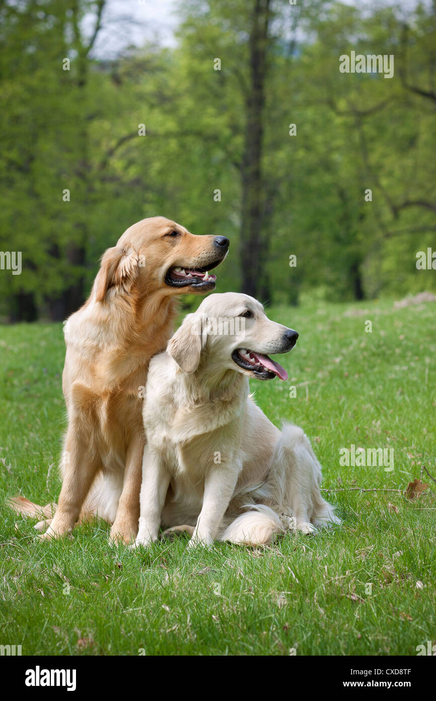 Caniche doré retriever Banque de photographies et d’images à haute ...