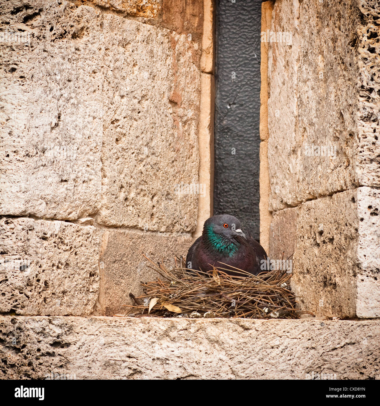 Pigeon assis Banque de photographies et d’images à haute résolution - Alamy