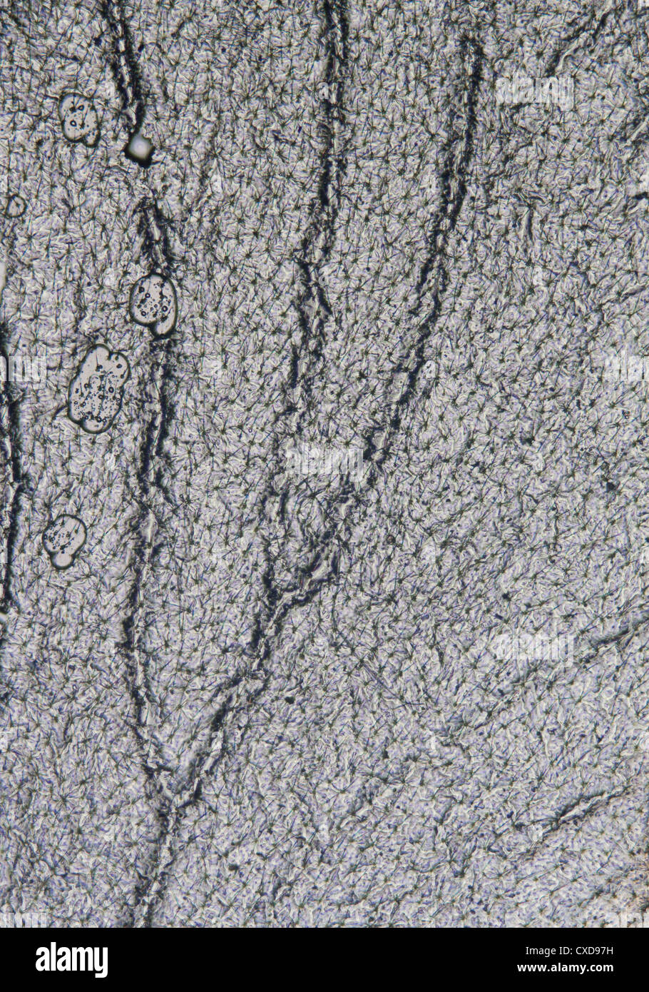 Détail insecte Banque de photographies et d’images à haute résolution ...