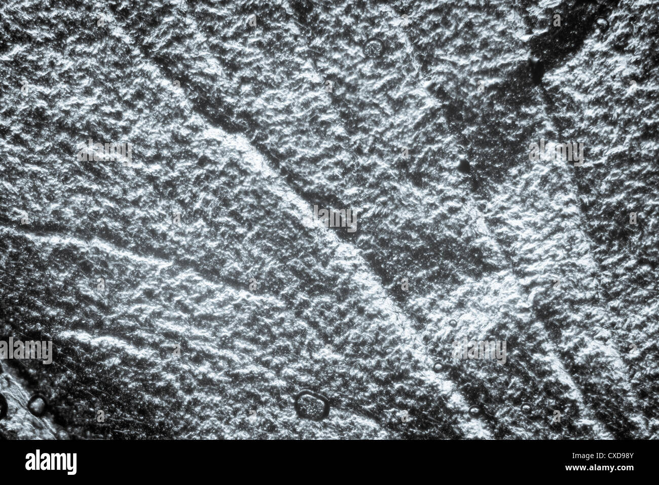 Anatomie des insectes Banque de photographies et d’images à haute ...