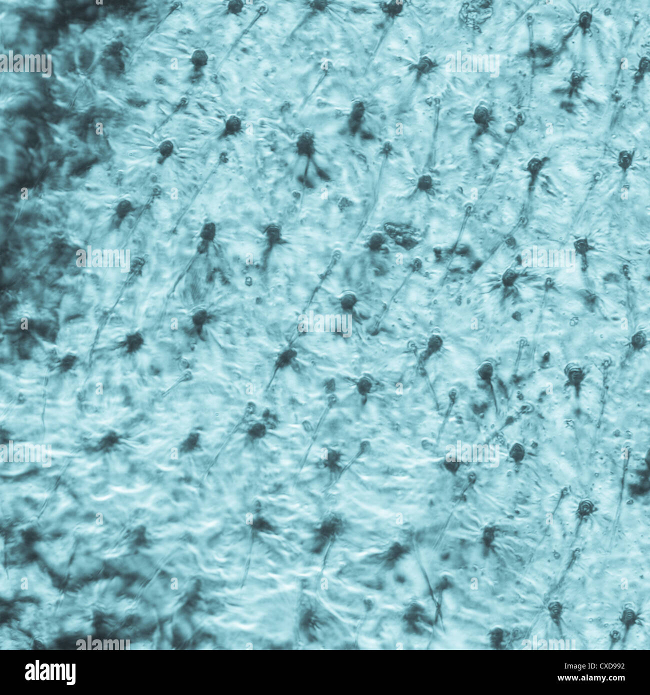 Anatomie des insectes Banque de photographies et d’images à haute ...