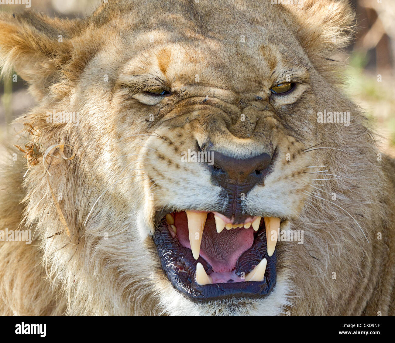 Lion snarling Banque de photographies et d’images à haute résolution - Alamy