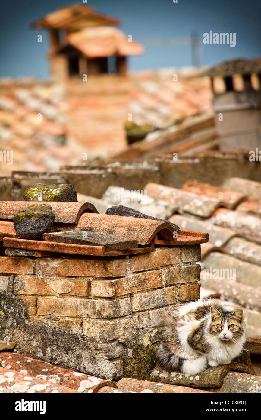Chat noir sur le toit Banque de photographies et d’images à haute ...