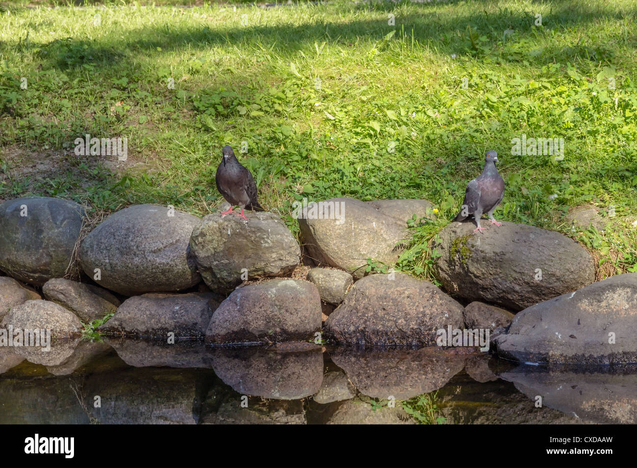 Pigeons assis sur des rochers Banque de photographies et d’images à ...