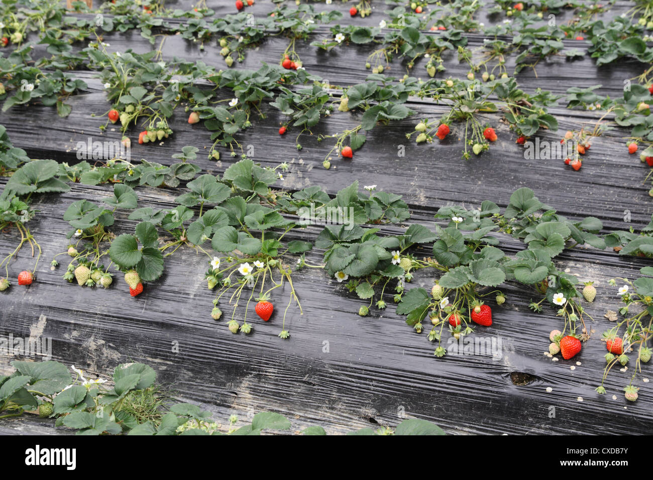 Paillage fraises Banque de photographies et d’images à haute résolution ...