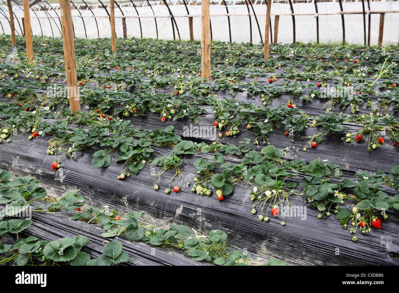 Serres agricoles Banque de photographies et d’images à haute résolution ...