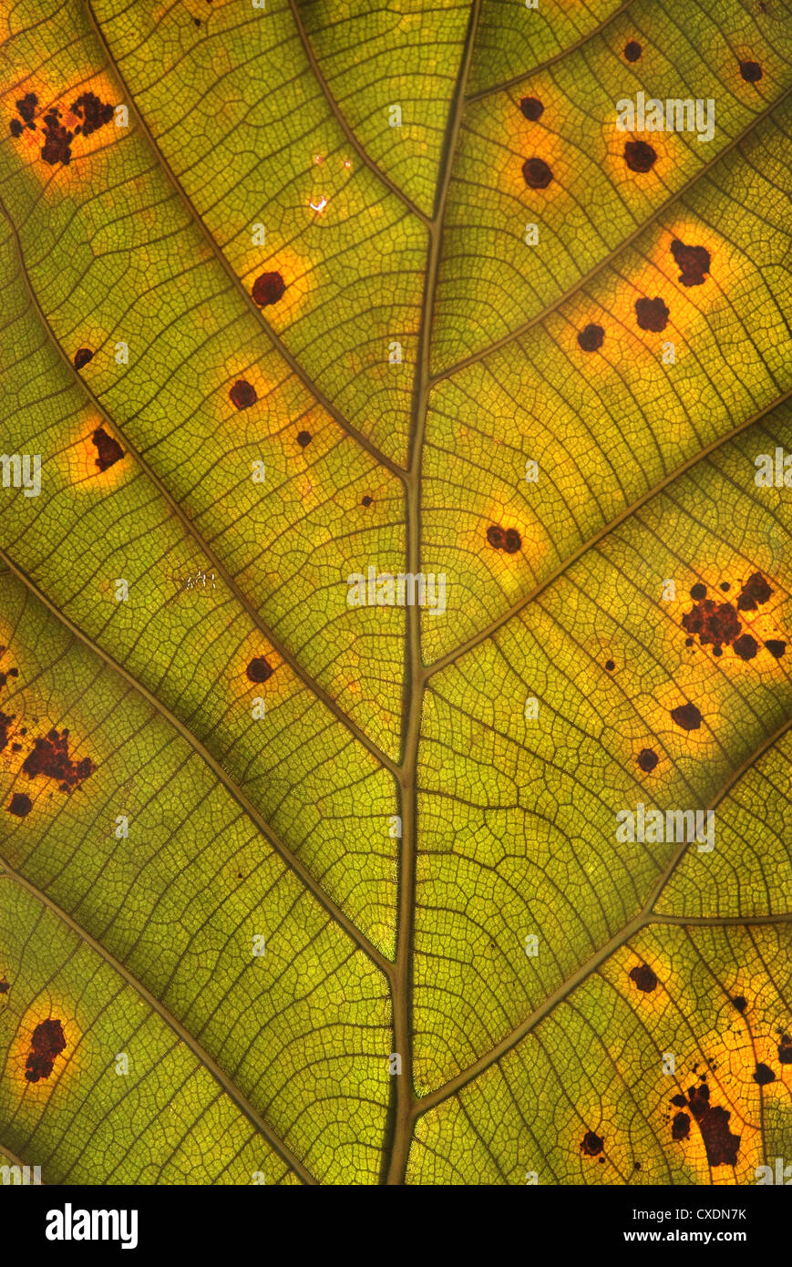 La décomposition des feuilles de teck, Close up Photo Stock - Alamy