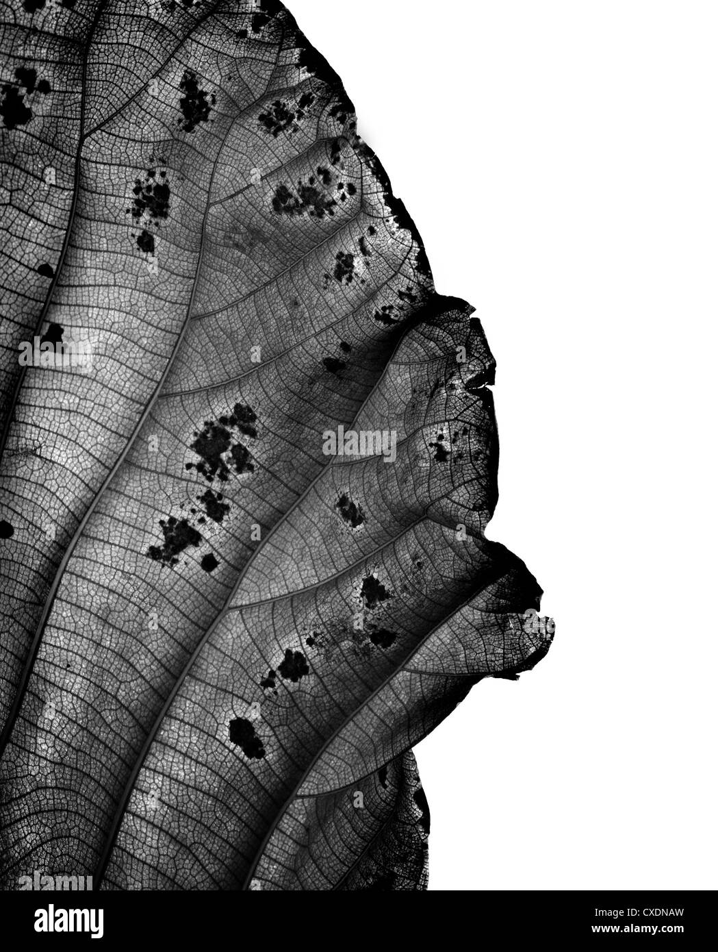 Feuille de teck Banque de photographies et d’images à haute résolution ...